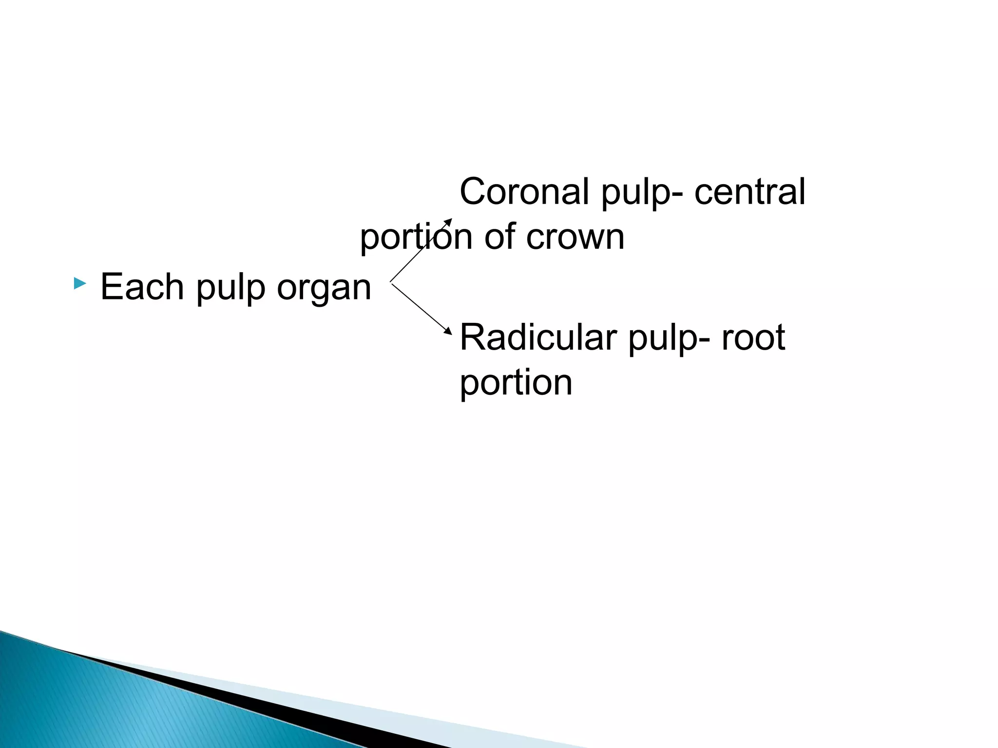 Anatomy of Dental Pulp | PPT