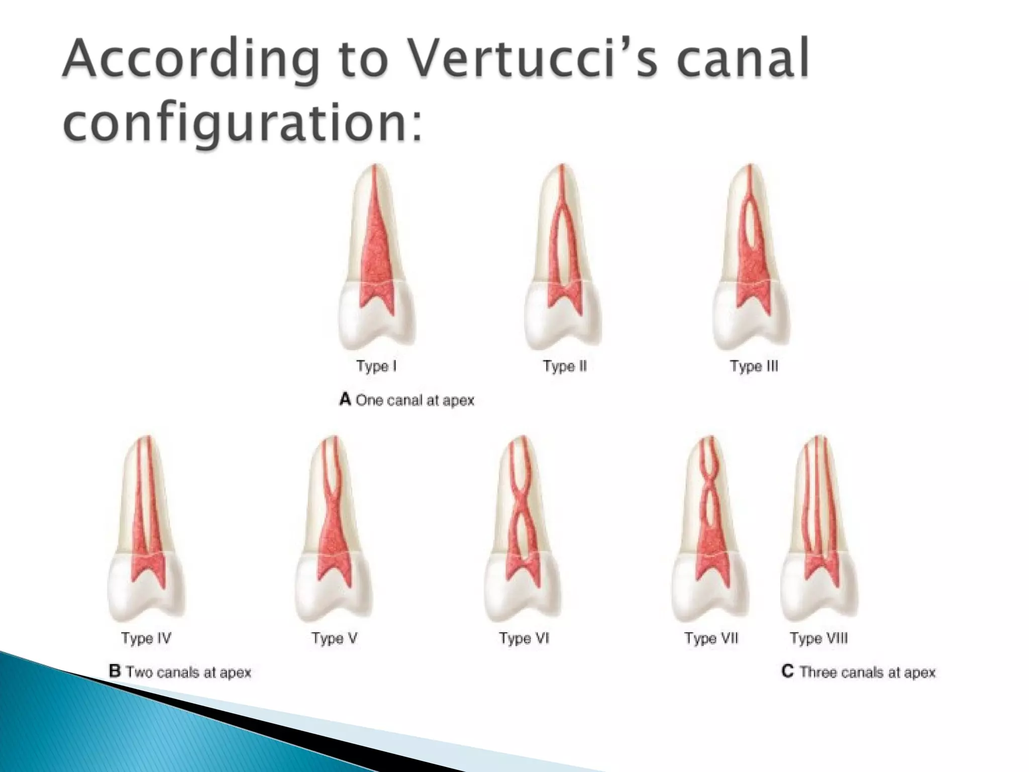 Anatomy of Dental Pulp | PPT