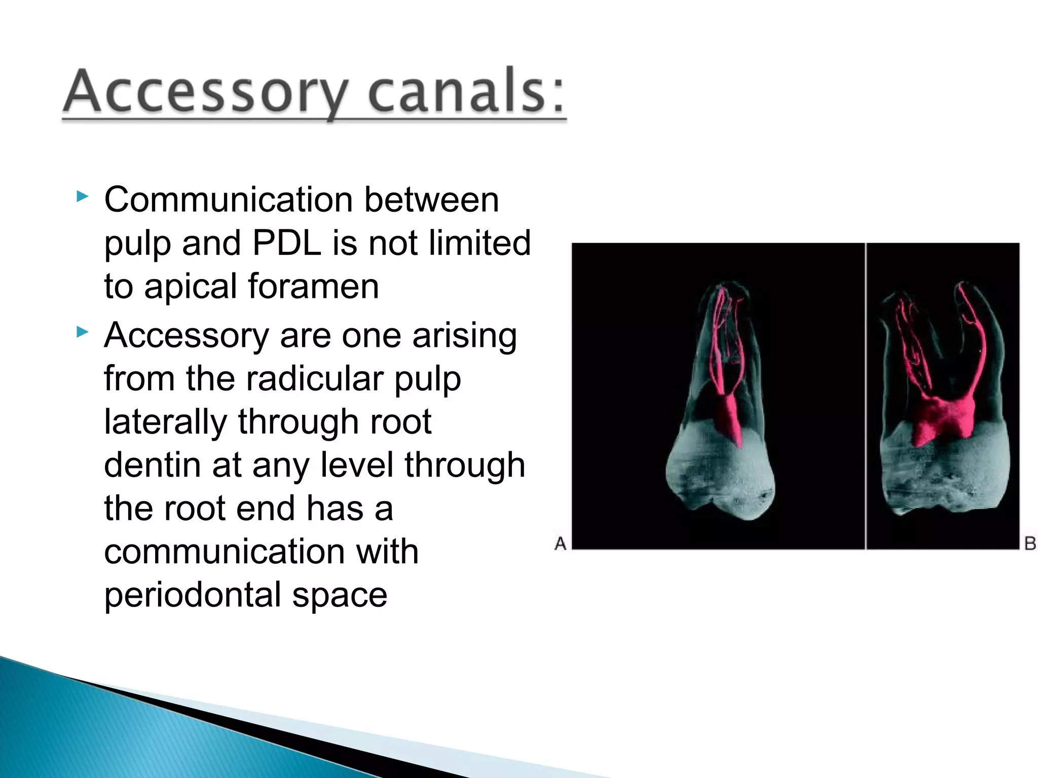 Anatomy of Dental Pulp | PPT