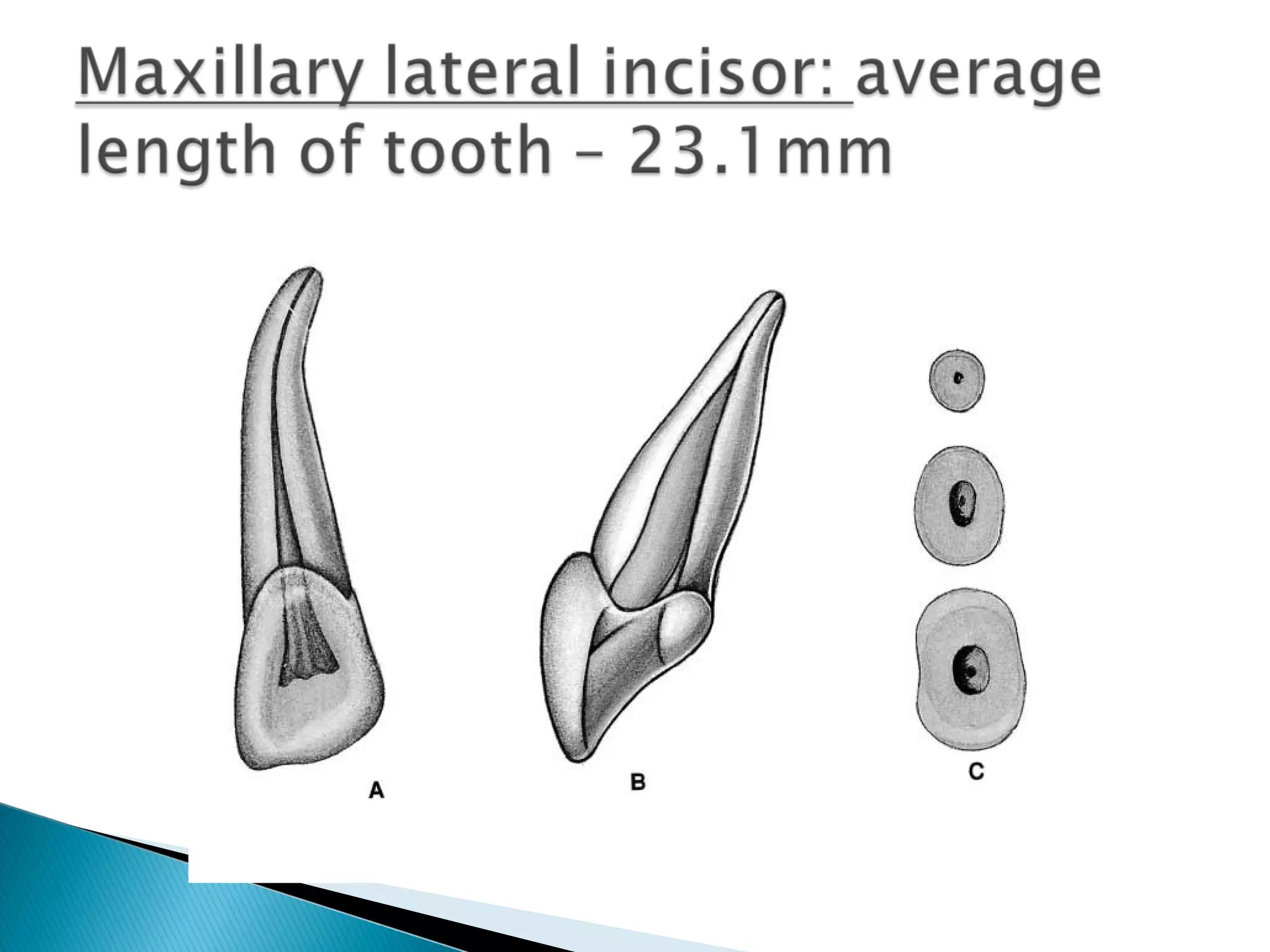 Anatomy of Dental Pulp | PPT