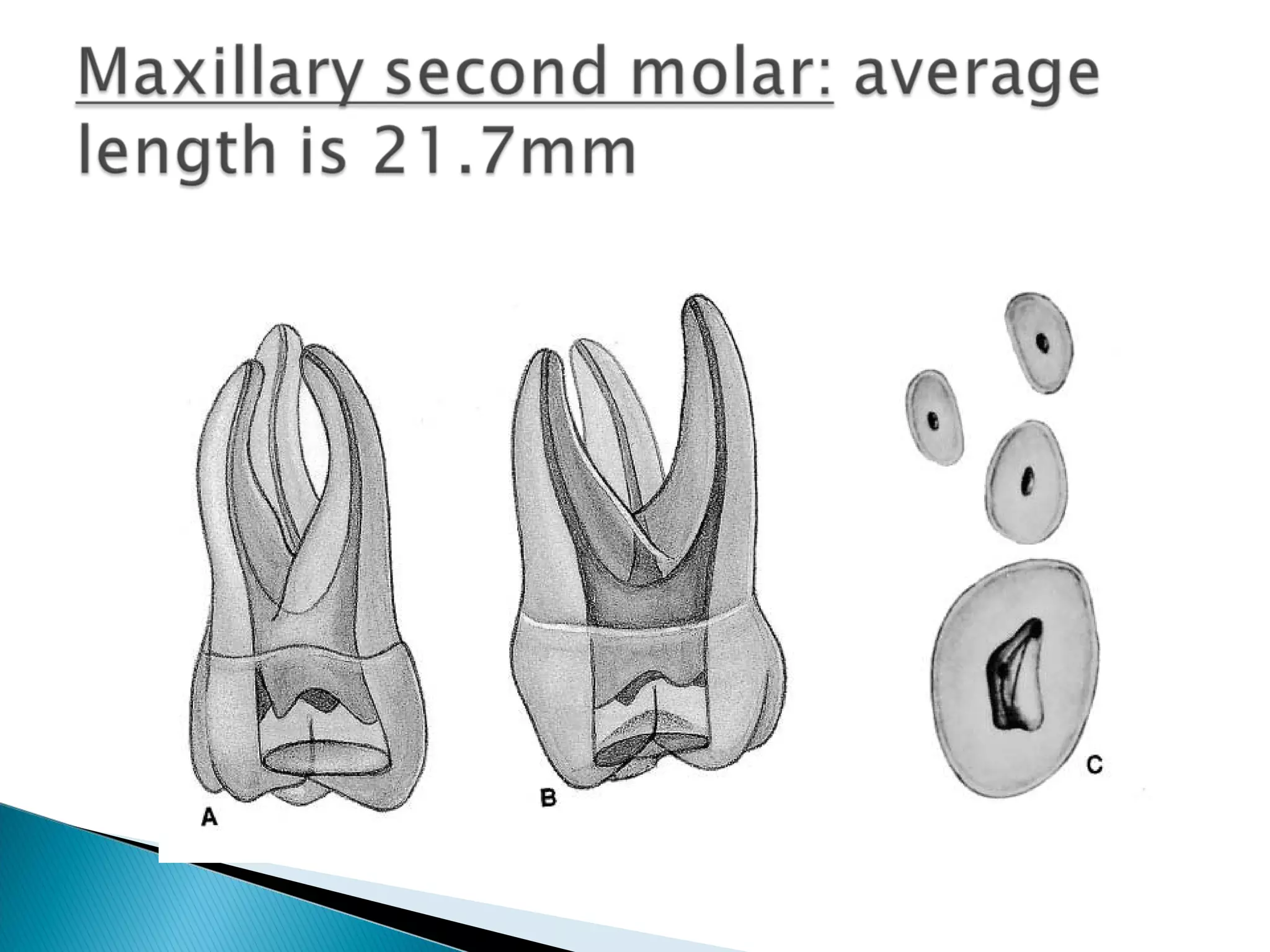 Anatomy of Dental Pulp | PPT