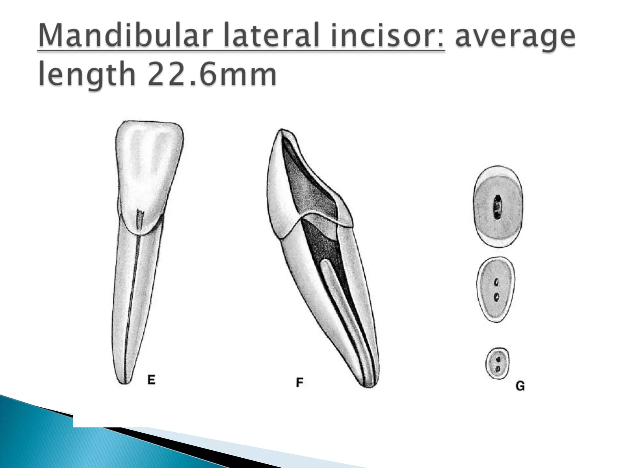 Anatomy of Dental Pulp | PPT