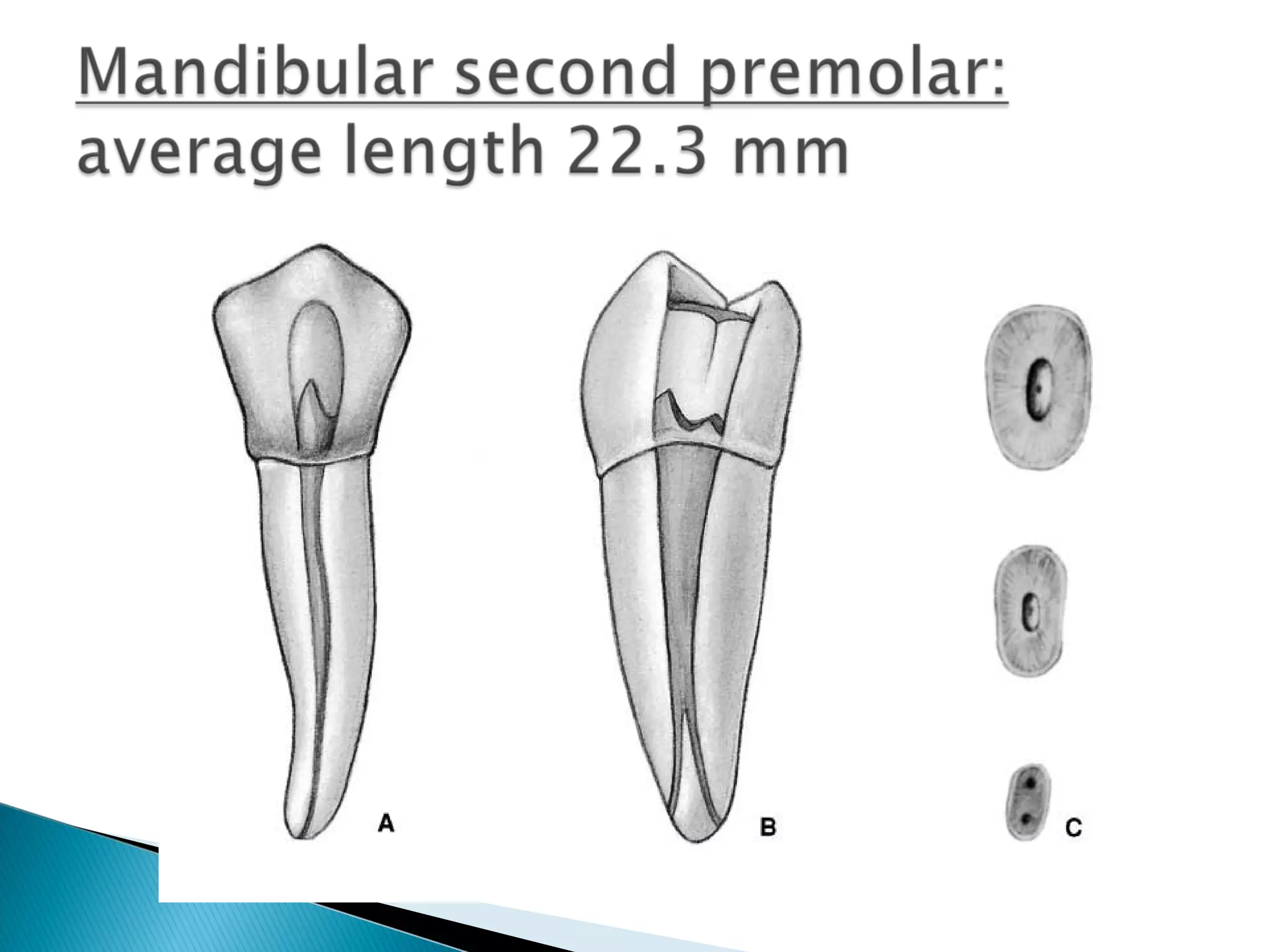 Anatomy of Dental Pulp | PPT