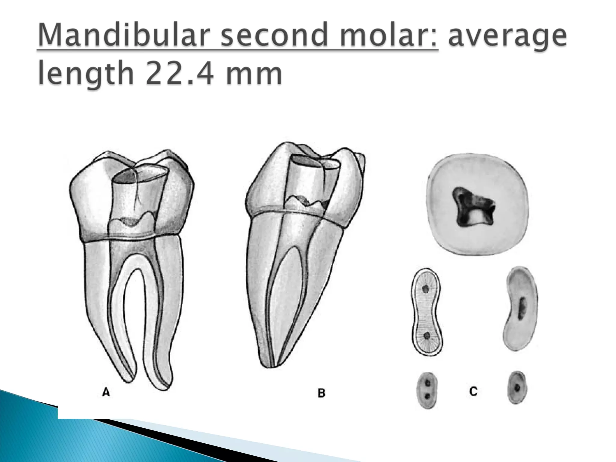 Anatomy of Dental Pulp | PPT