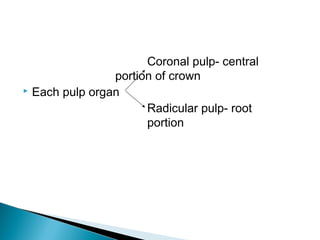 Anatomy of Dental Pulp | PPT