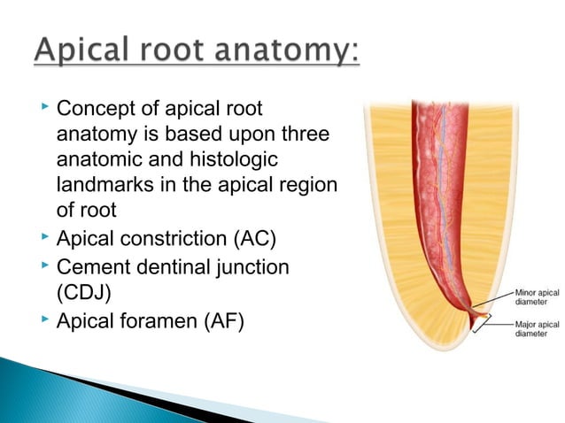 Anatomy of Dental Pulp | PPT | Dental Health | Diseases and Conditions