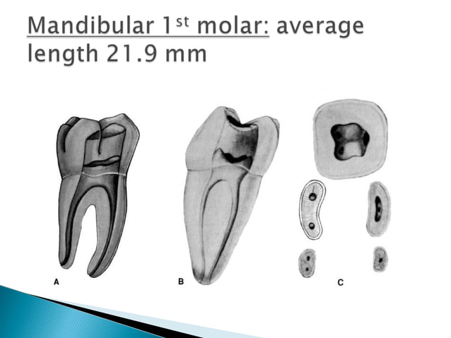 Anatomy of Dental Pulp | PPT | Dental Health | Diseases and Conditions