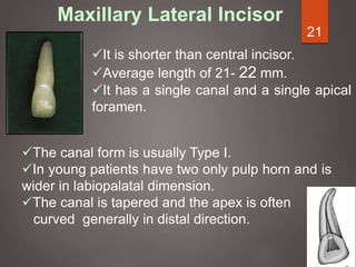 Anatomy of pulp space | PPTX