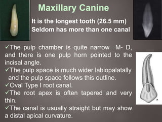 Anatomy of pulp space | PPTX