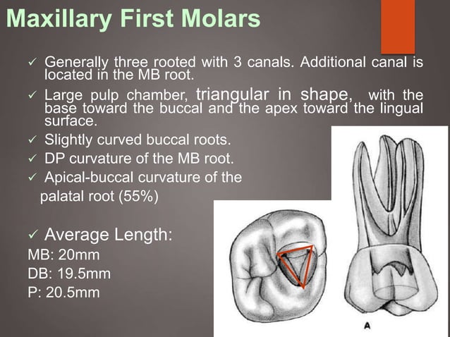 Anatomy of pulp space | PPTX | Dental Health | Diseases and Conditions