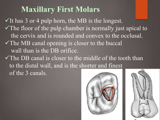 Anatomy of pulp space | PPTX