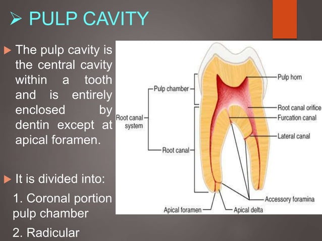 Anatomy of pulp space | PPTX | Dental Health | Diseases and Conditions