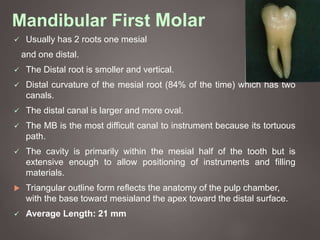 Anatomy of pulp space | PPTX