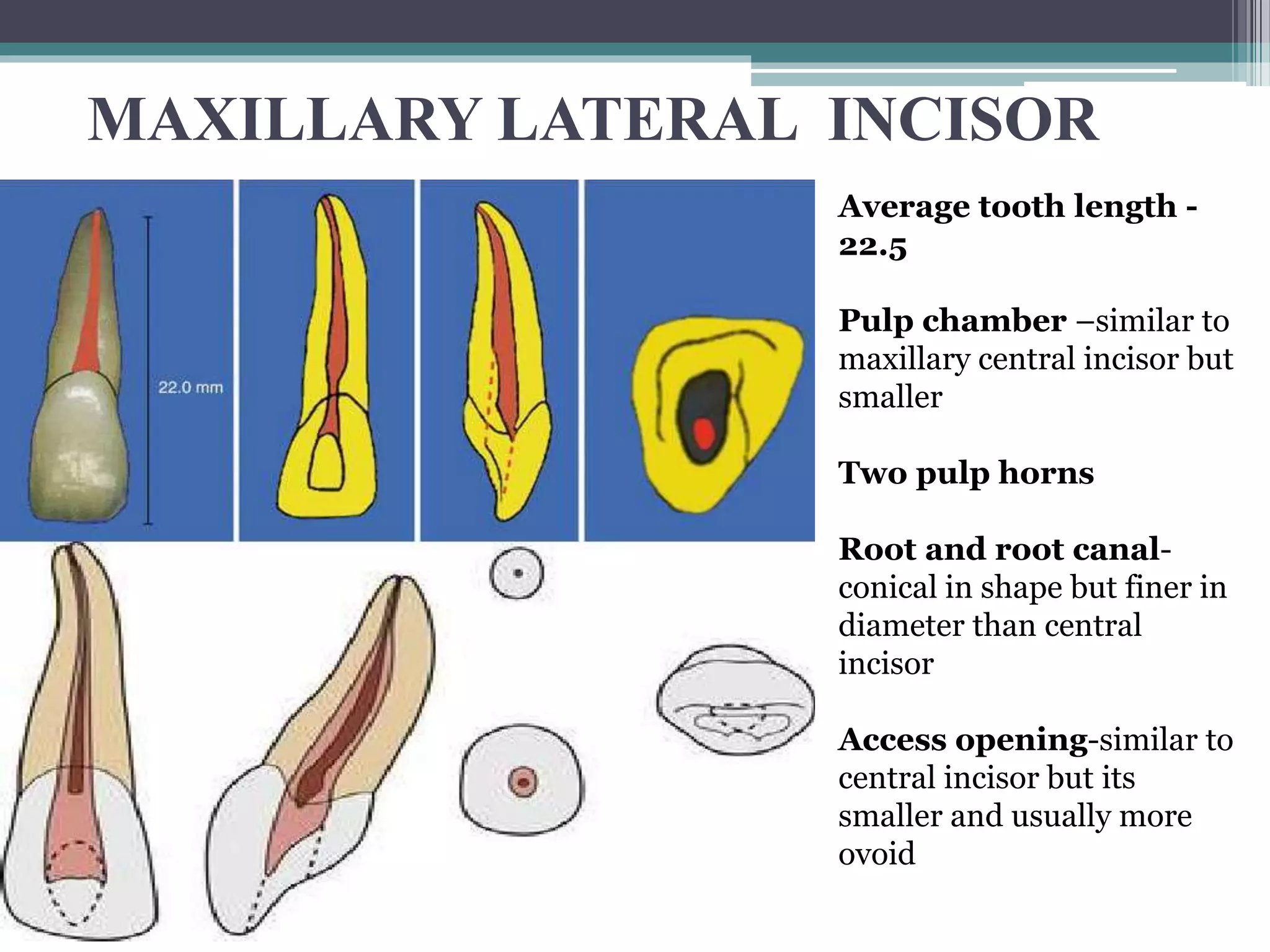 Anatomy of pulp canal and its access opening | PPT