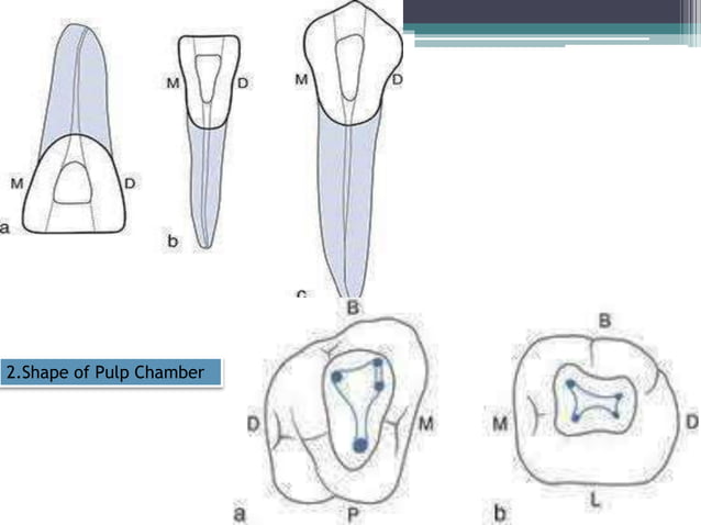 Anatomy of pulp canal and its access opening | PPT