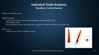 anatomy of pulp cavity and access opening.pptx