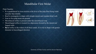 anatomy of pulp cavity and access opening.pptx