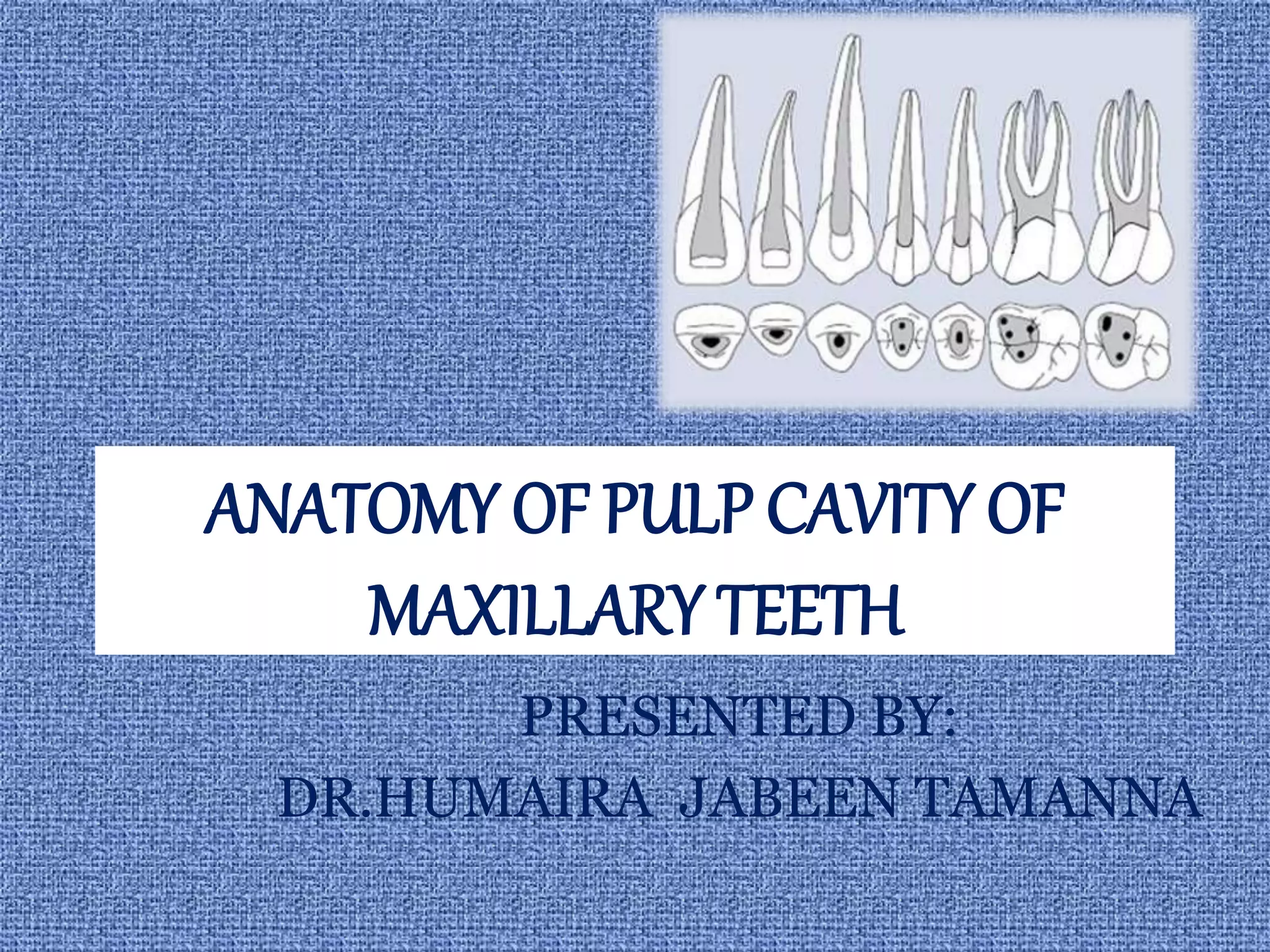 Anatomy of pulp cavity of maxillary teeth (2) | PPTX