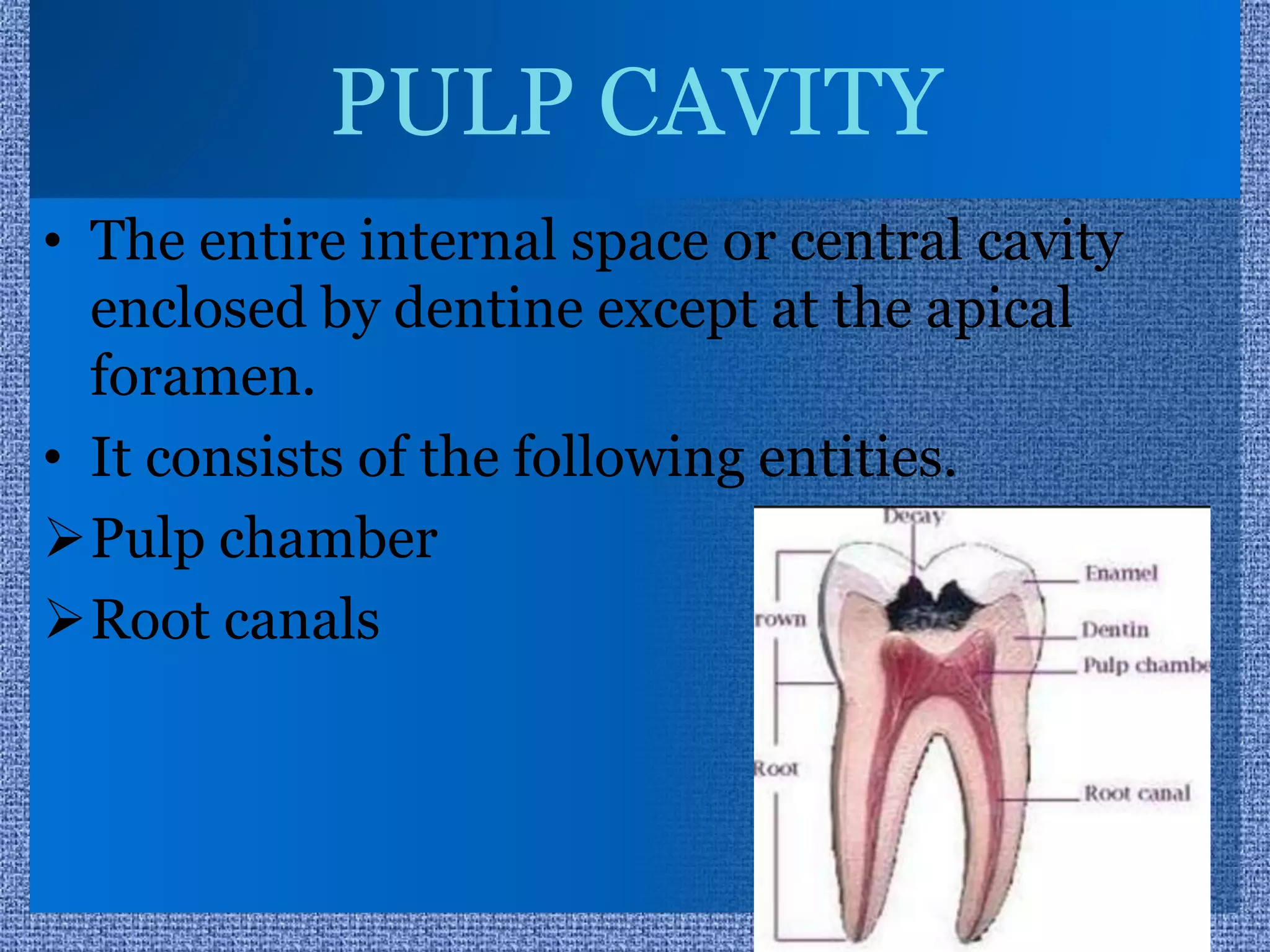 Anatomy of pulp cavity of maxillary teeth (2) | PPTX