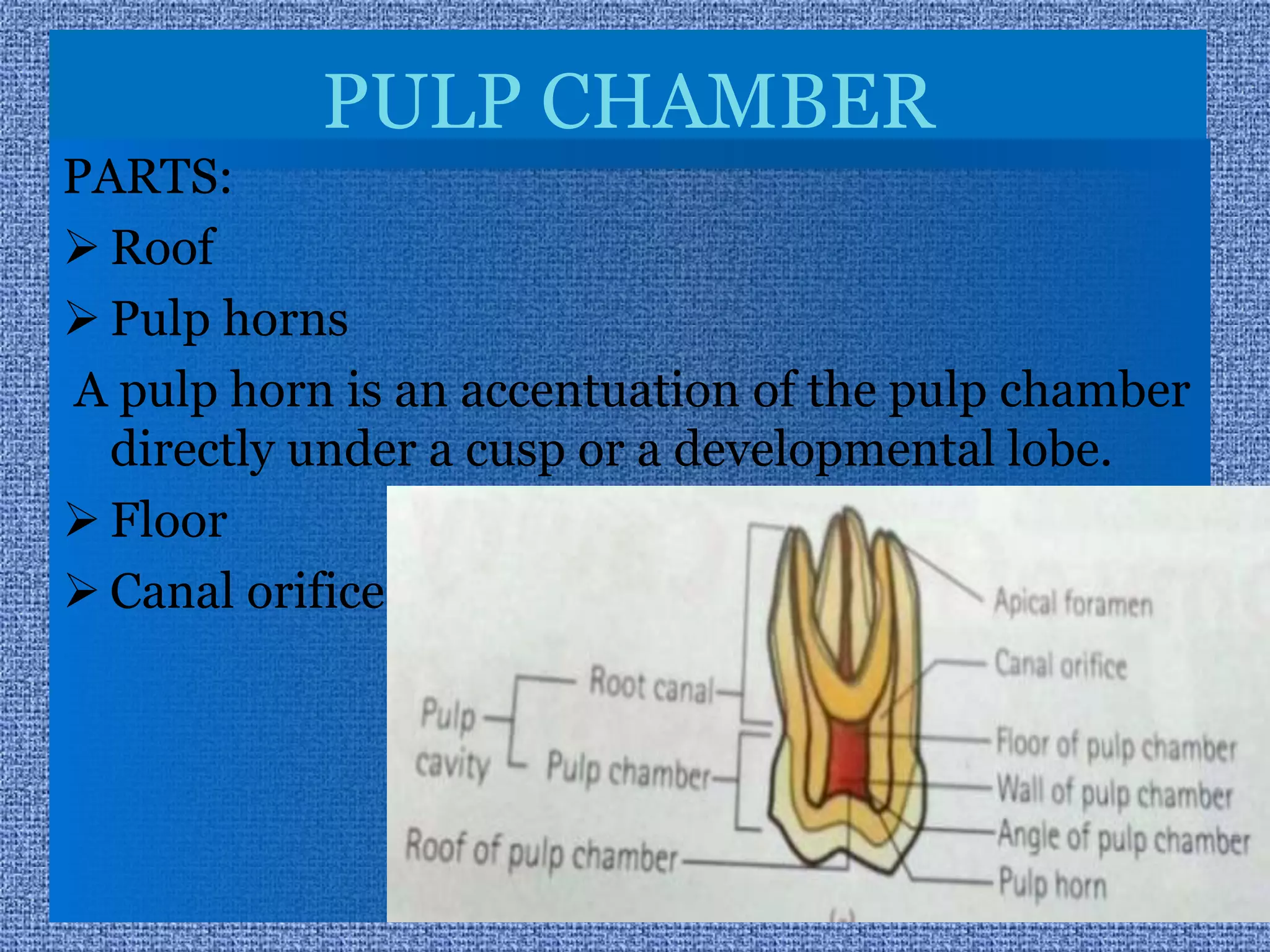 Anatomy of pulp cavity of maxillary teeth (2) | PPTX