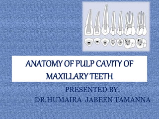 Anatomy of pulp cavity of maxillary teeth (2) | PPTX