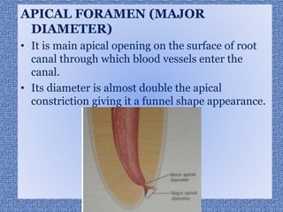 Anatomy of pulp cavity of maxillary teeth (2) | PPTX