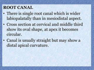 Anatomy of pulp cavity of maxillary teeth (2) | PPTX