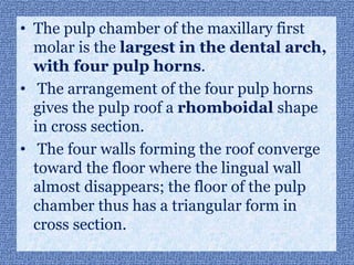Anatomy of pulp cavity of maxillary teeth (2) | PPTX