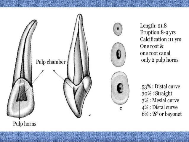 Pulp Cavity