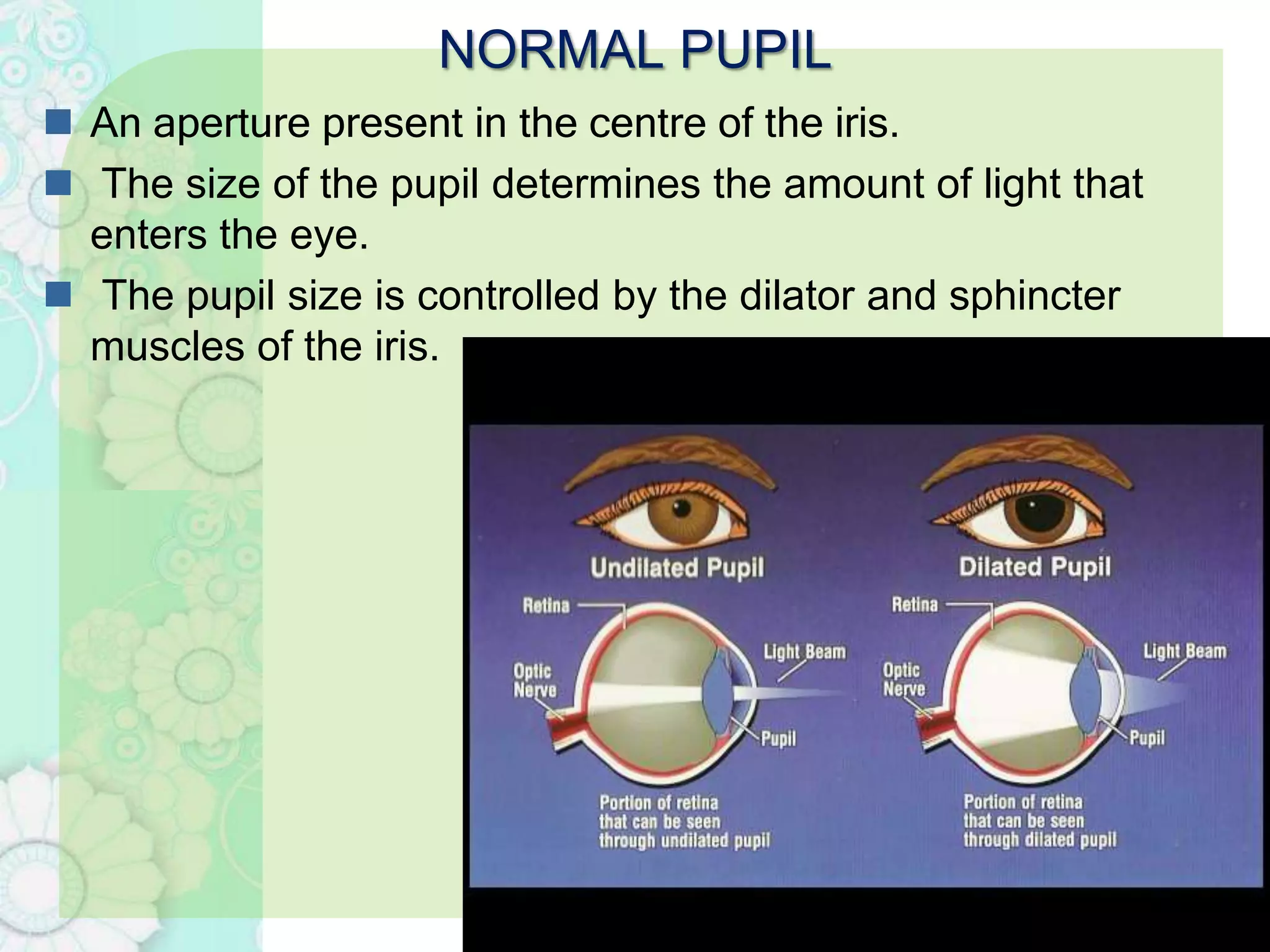 Pupil Size Diagram Anatomy Of Pupillary Pathways | PPTX