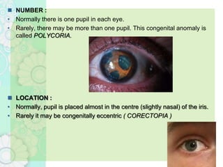 Anatomy of pupillary pathways | PPTX