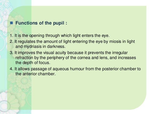 Anatomy of pupillary pathways
