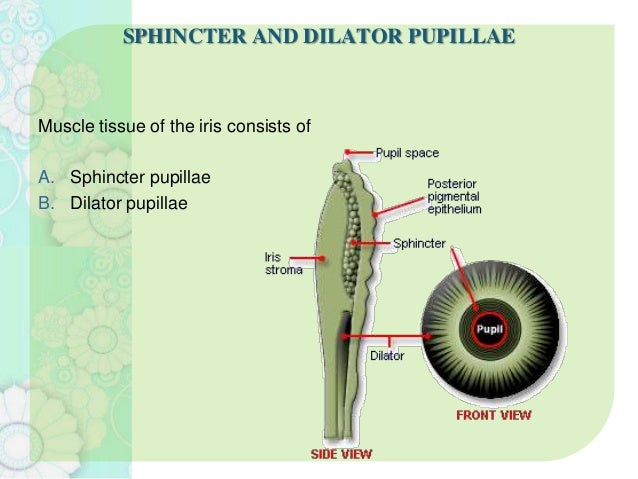 Anatomy of pupillary pathways