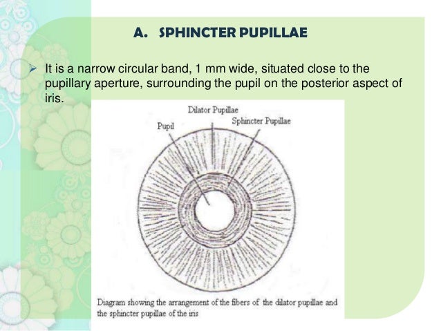 Anatomy of pupillary pathways