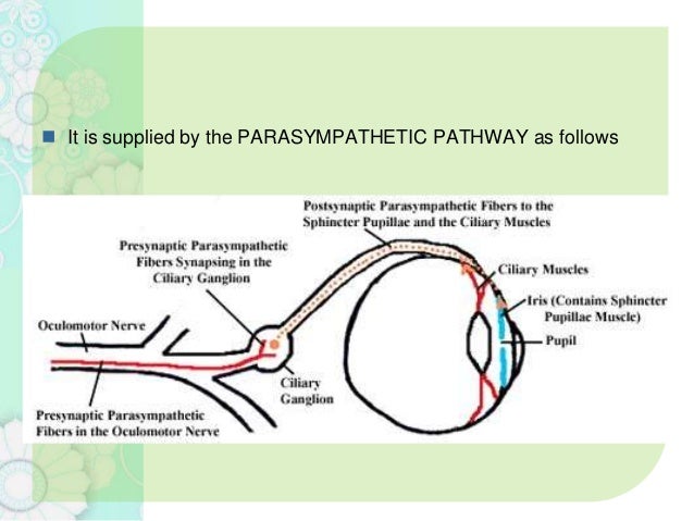 Anatomy of pupillary pathways