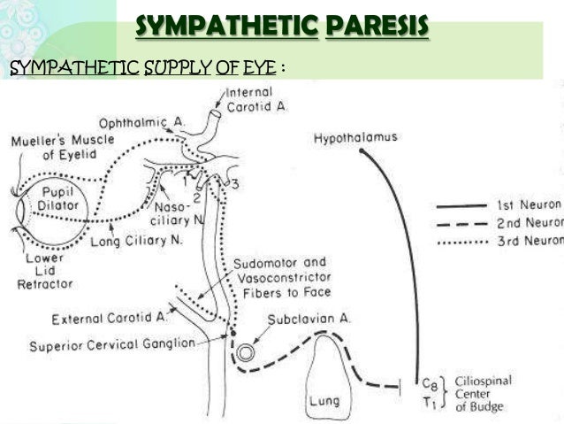 Anatomy of pupillary pathways