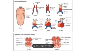 Anatomy of RAtria and RV - Dr.Kantam.pptx