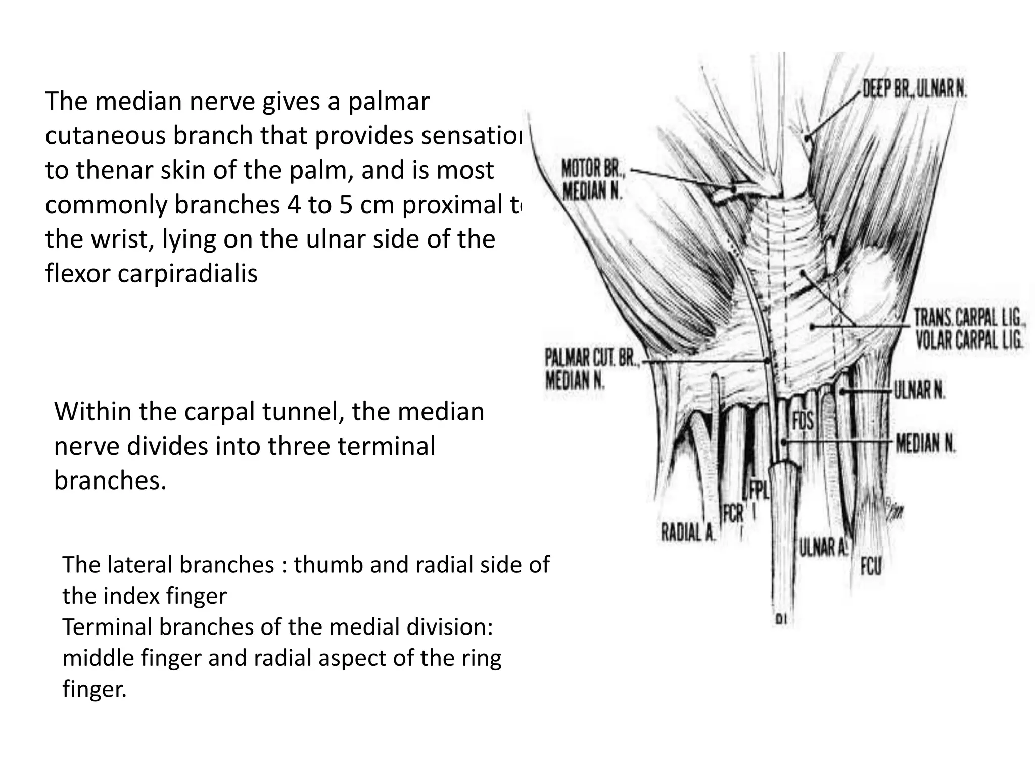 Anatomy of radial,median &ulnar nerve | PPTX