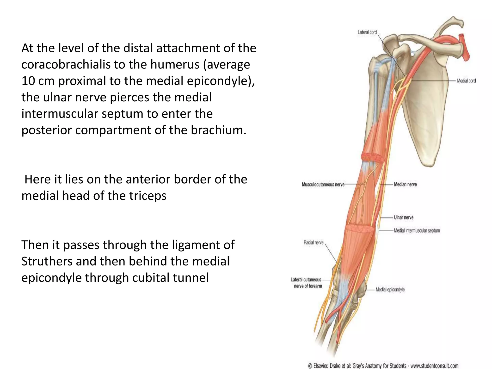 Anatomy of radial,median &ulnar nerve | PPTX