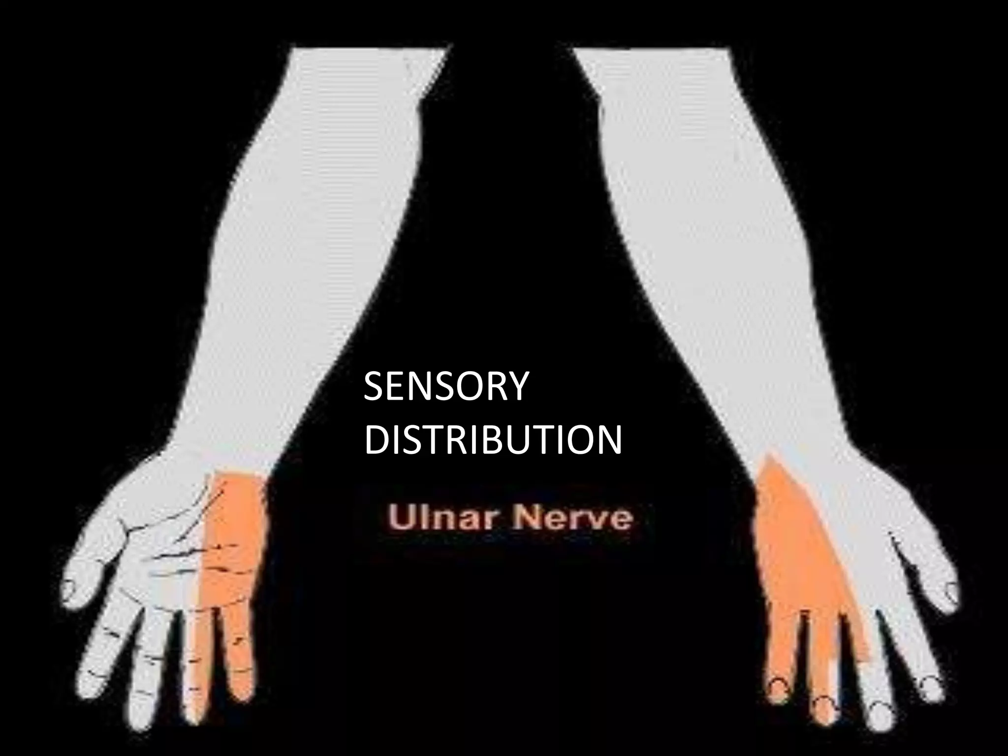 Anatomy of radial,median &ulnar nerve | PPTX