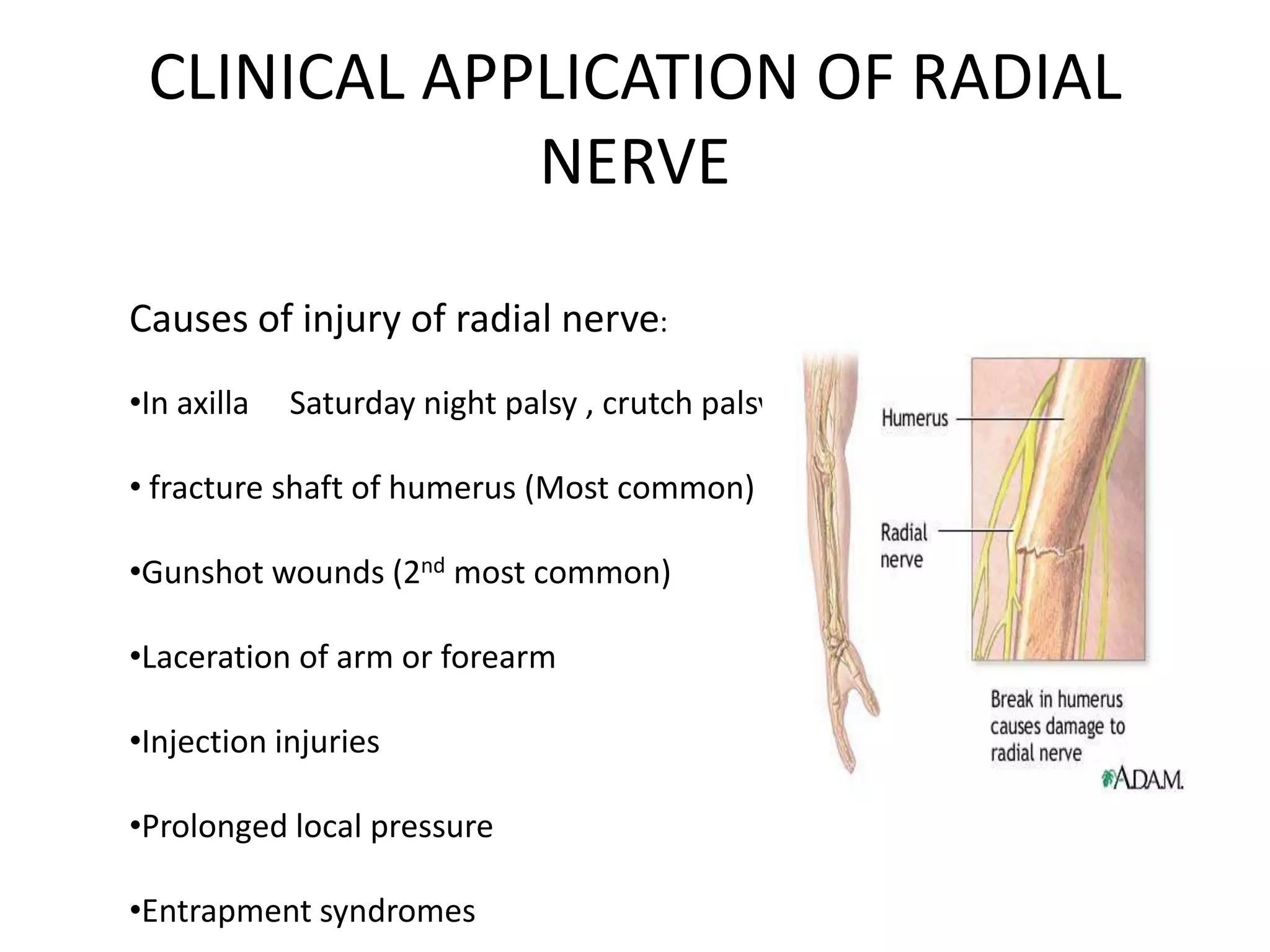 Anatomy of radial,median &ulnar nerve | PPTX