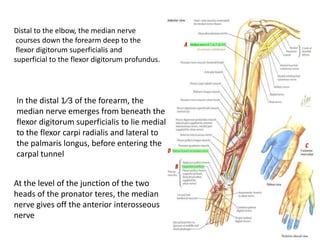 Ulnar Nerve Branches