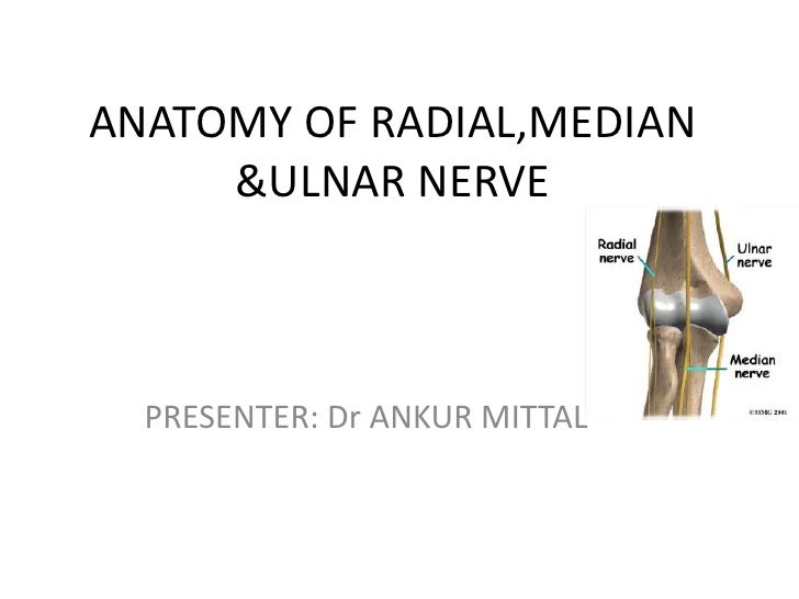 Median Ulnar And Radial Nerve