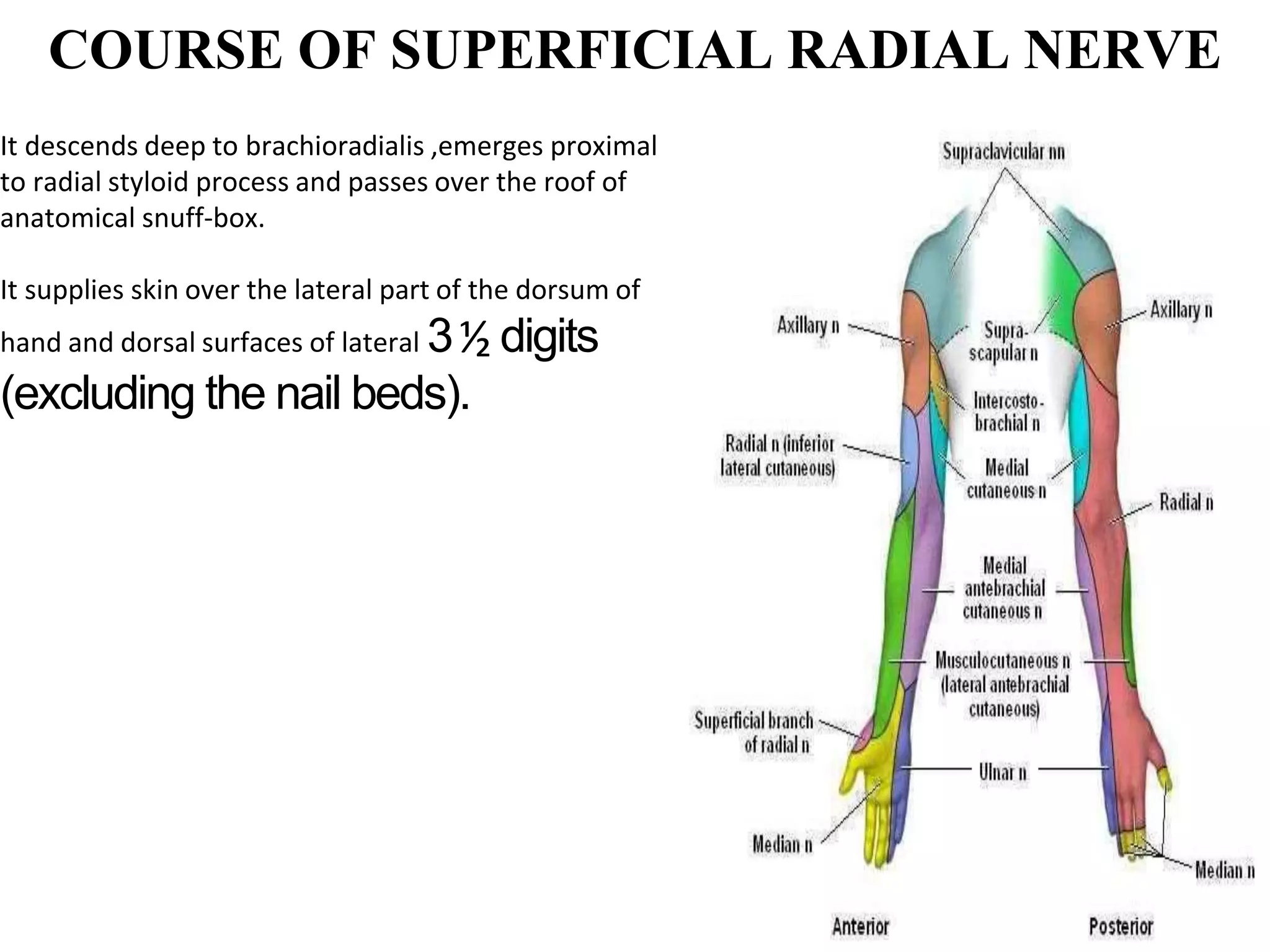 Anatomy of radial nerve and wrist drop | PPTX