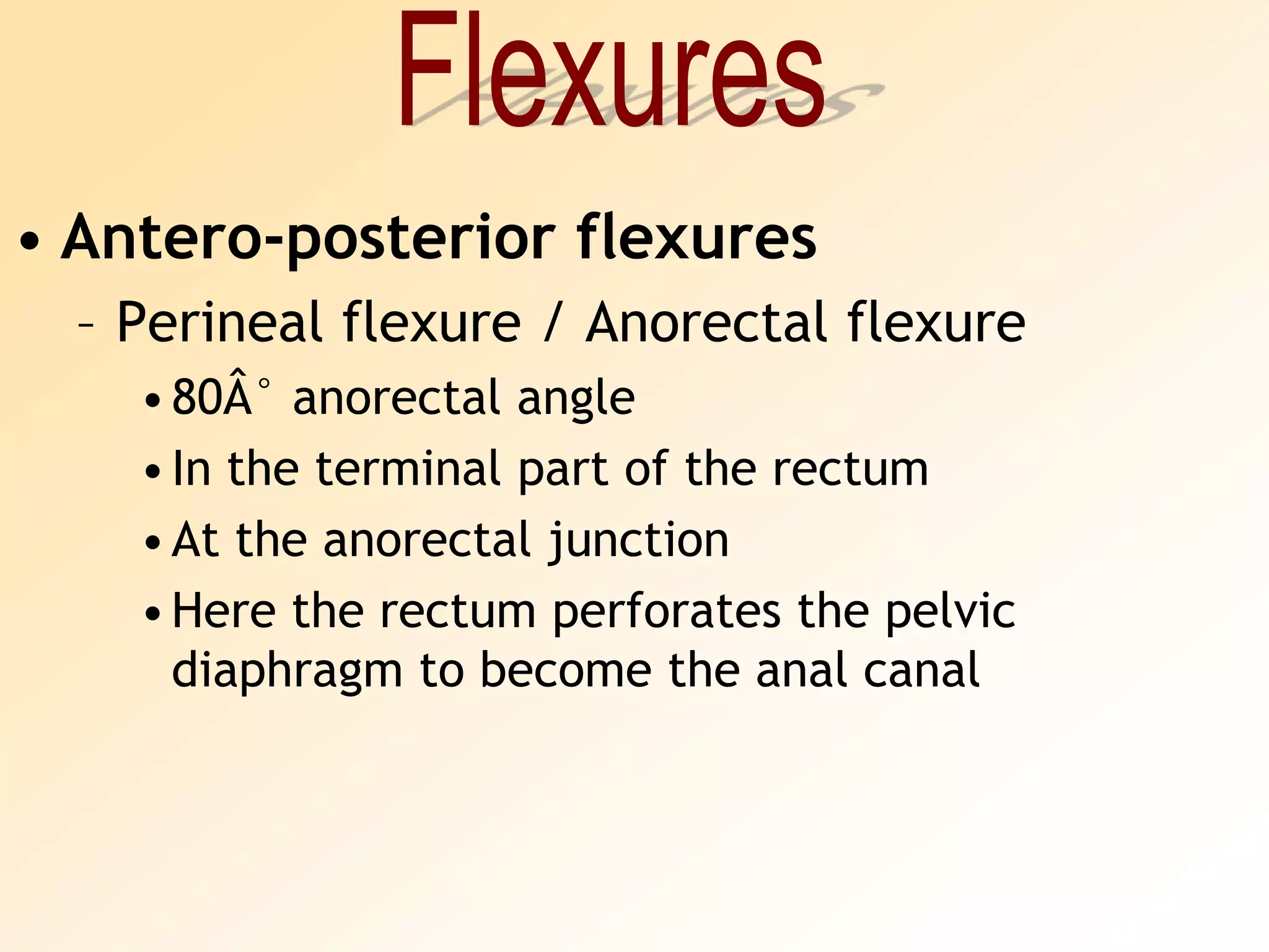 Anatomy of Rectum | PPSX