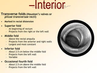 Anatomy of Rectum | PPSX