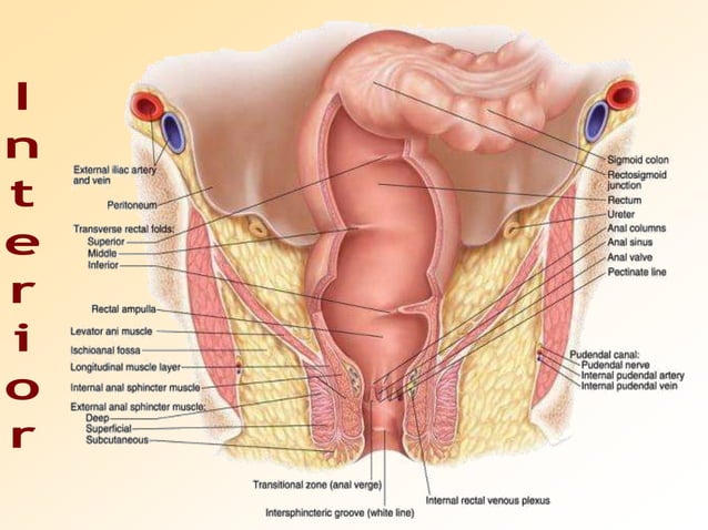 Anatomy of Rectum | PPSX | Digestive Disorders | Diseases and Conditions