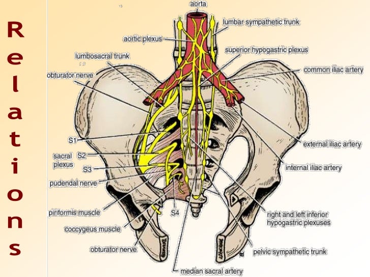 Anatomy of Rectum