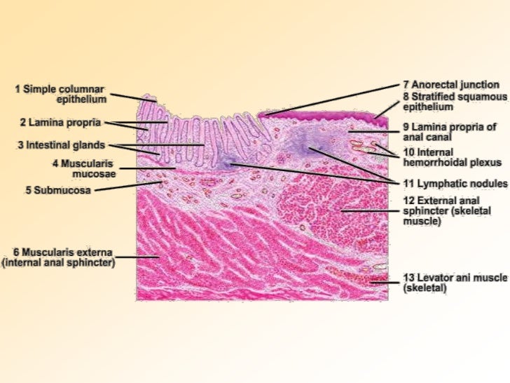 Anatomy of Rectum