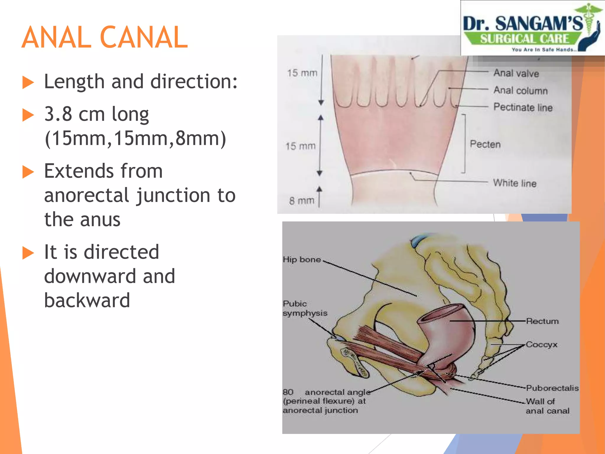 Anatomy Of Rectum And Anal Canal Pptx 6546